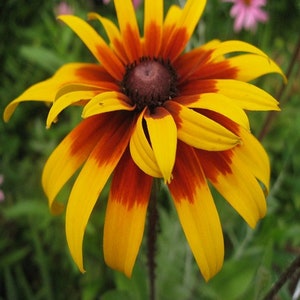 Gloriosa Daisy Sunset Flower Seeds rudbeckia Hirta 200seeds - Etsy