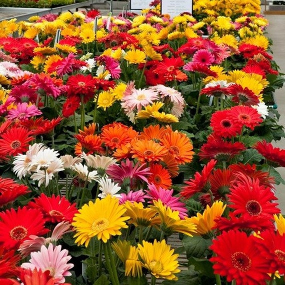 Seeds & Seed Bombs Gerbera Daisy Hybrids Mix Flower Seeds 50PCS code 63 ...