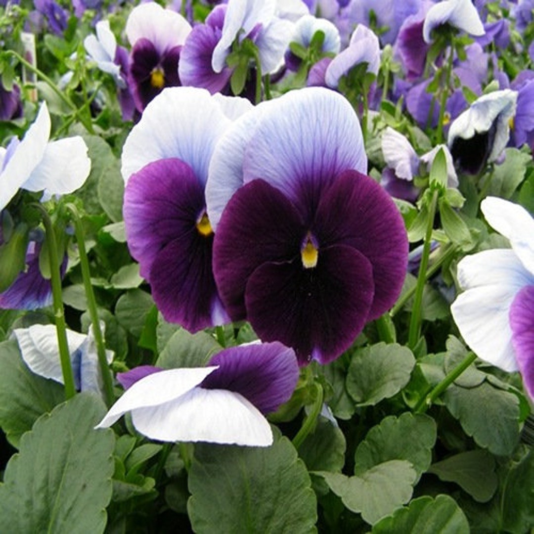 Pansy Giant Beaconsfield Flower Seeds (viola X Wittrockiana) 50+seeds ...