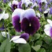 Pansy Giant Beaconsfield Flower Seeds viola X Wittrockiana 50seeds - Etsy