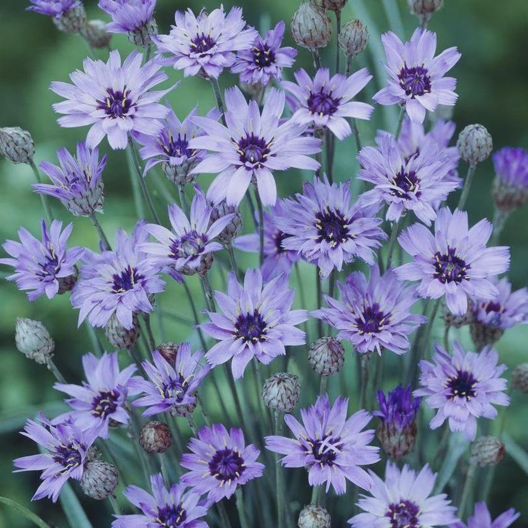 Cupid's Dart Blue Flower Seeds (catananche Caerulea ) 30+seeds - Etsy