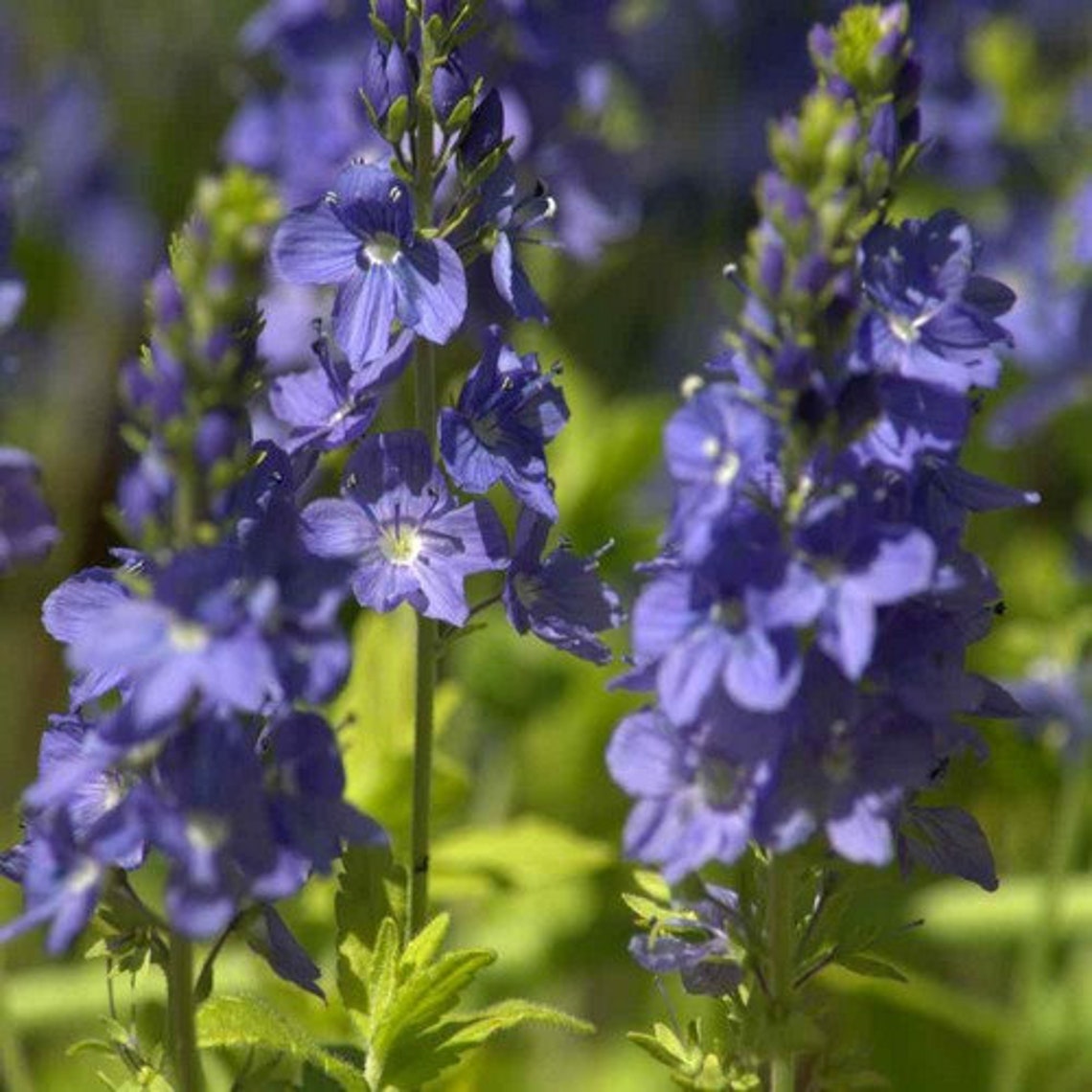 Jacobs Ladder Blue Flower Seeds polemonium Caeruleum - Etsy