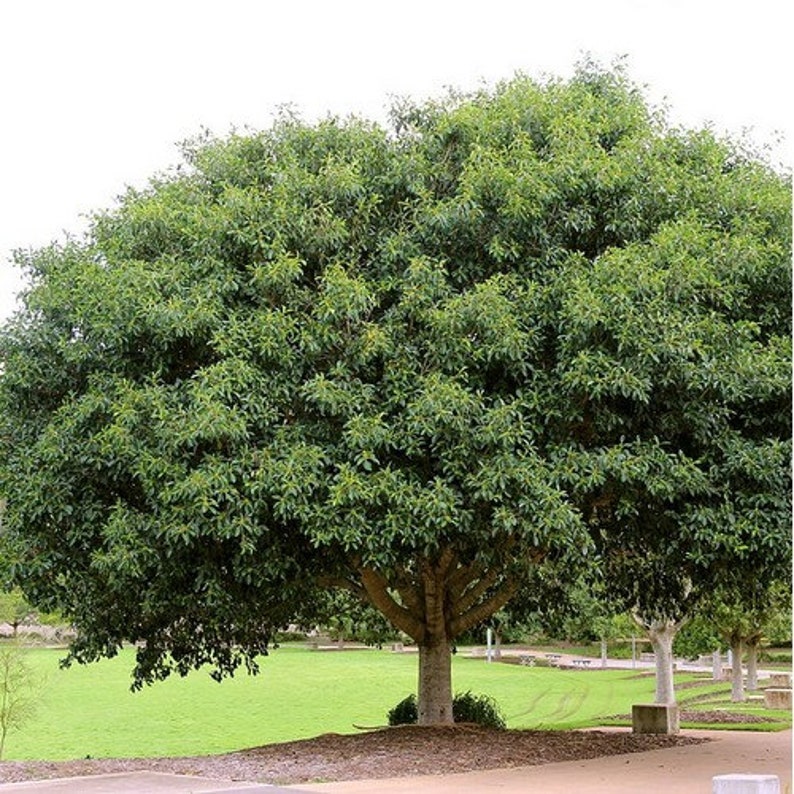 Small Leaved Fig Tree Seeds ficus Obliqua 25seeds - Etsy