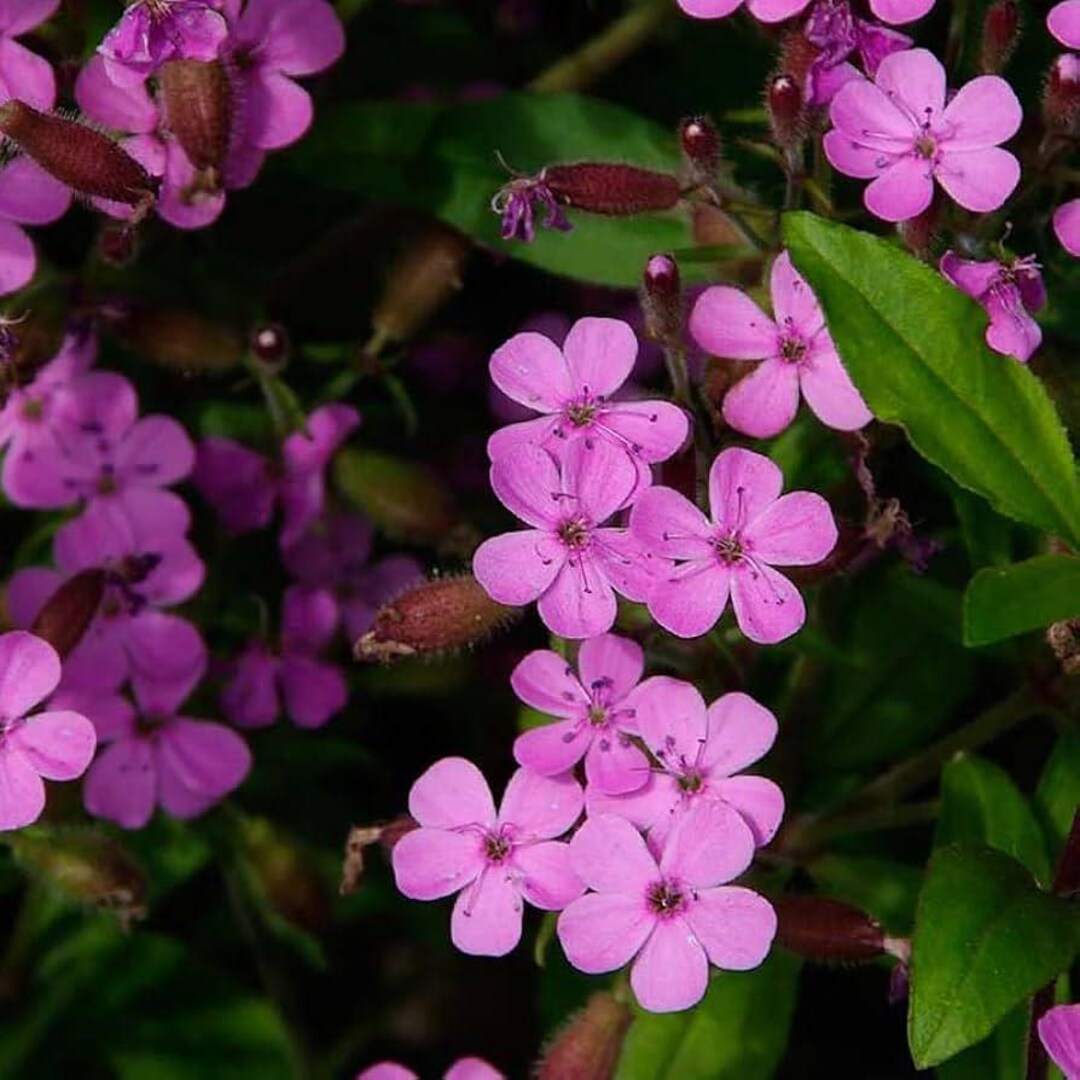 Rock Soapwort Rose-pink Flower Seeds (saponaria Ocymoides) 200+seeds - Etsy