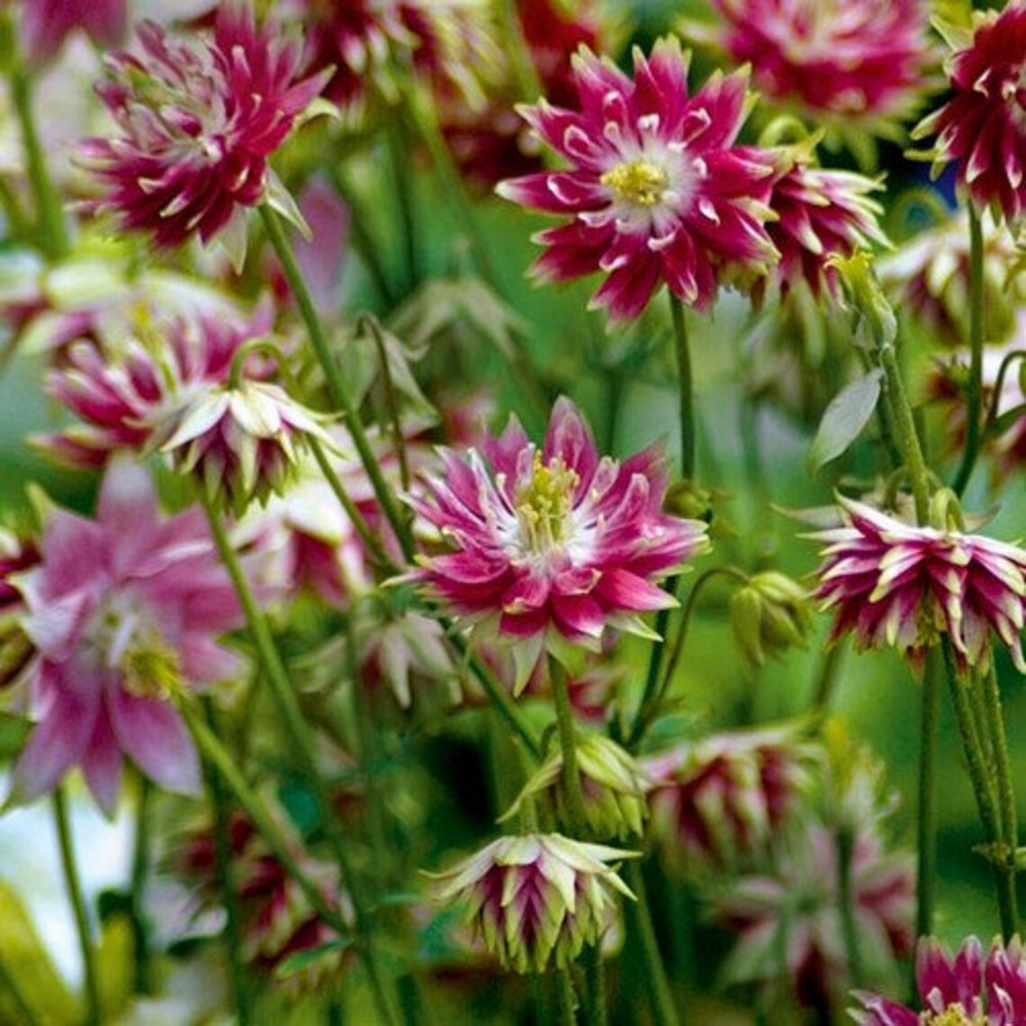 Columbine Nora Barlow Flower Seeds (aquilegia Vulgaris) 50+seeds - Etsy