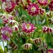 Columbine Nora Barlow Flower Seeds (aquilegia Vulgaris) 50+seeds - Etsy