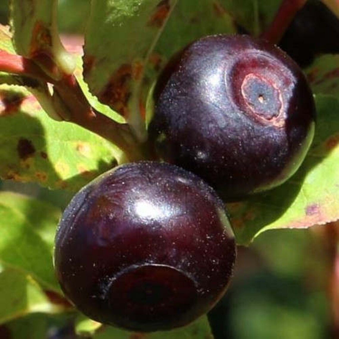 Mountain Huckleberry Bush Seeds vaccinium Membranaceum - Etsy