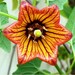 Nasturtium Spitfire Flower Seeds tropaeolum Lobbianum 20seeds - Etsy