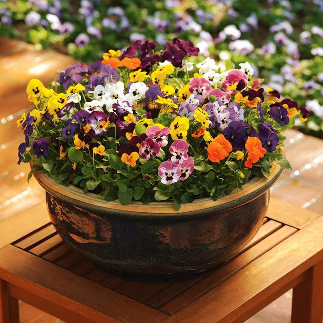 Viola Bambini Mix Flower Seeds (viola Cornuta) 50+seeds - Etsy