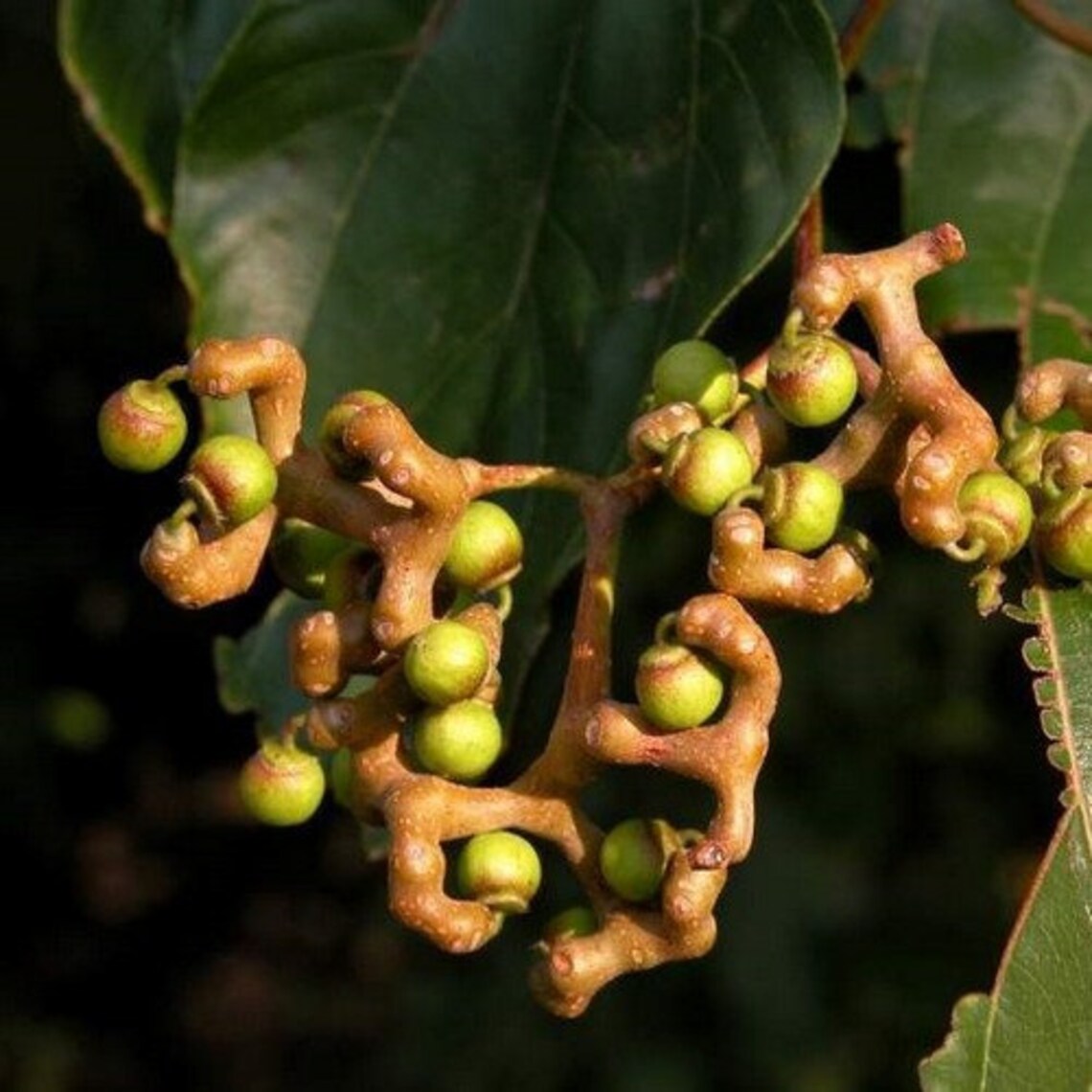 Japanese Raisin Tree Seeds (hovenia Dulcis) 15+seeds - Etsy