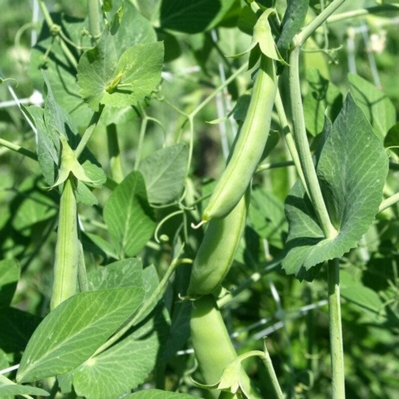 Snap Pea Sugar Sprint Vegetable Seeds Pisum sativum 20Seeds | Etsy
