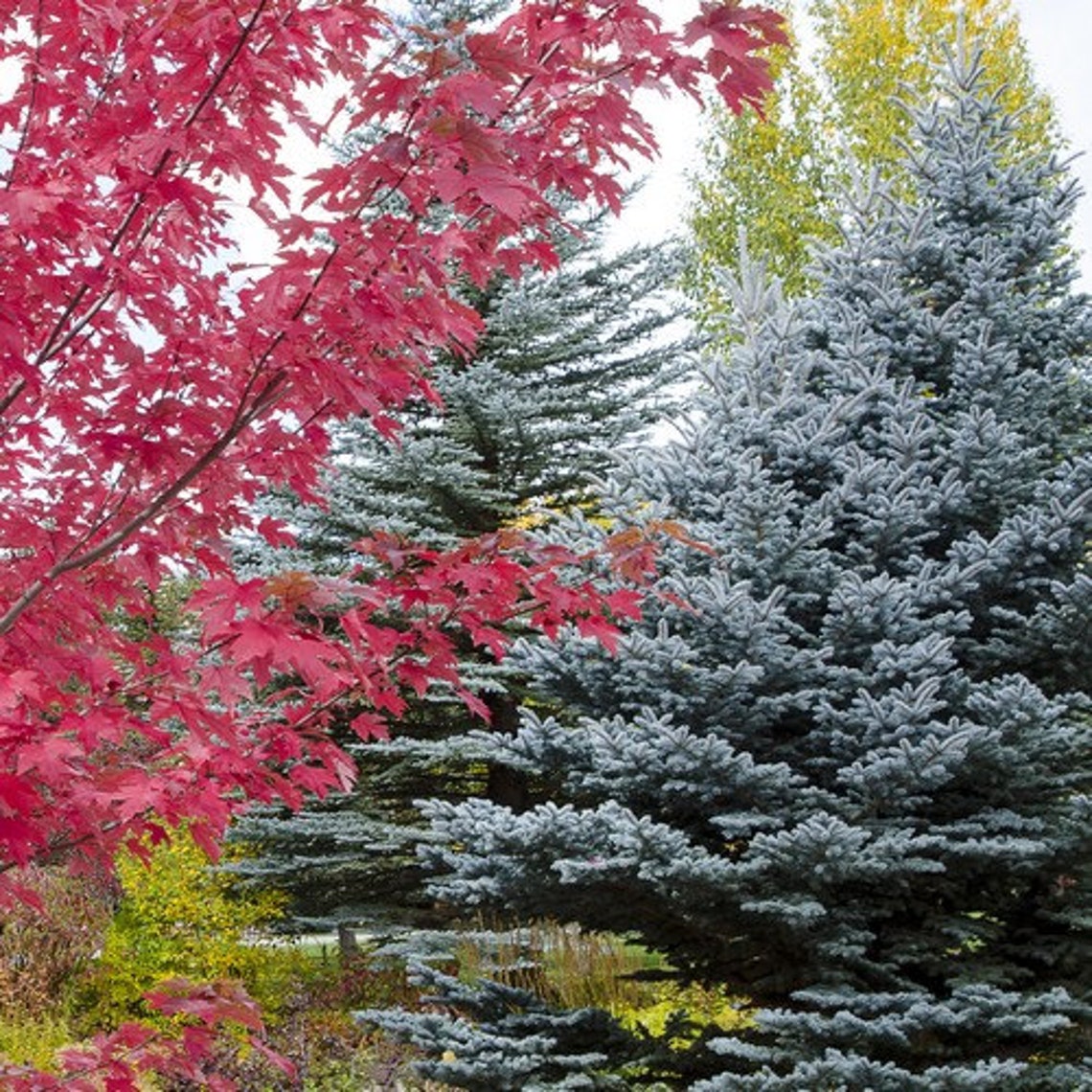 Blue Spruce Tree Seeds picea Pungens Glauca 25seeds | Etsy