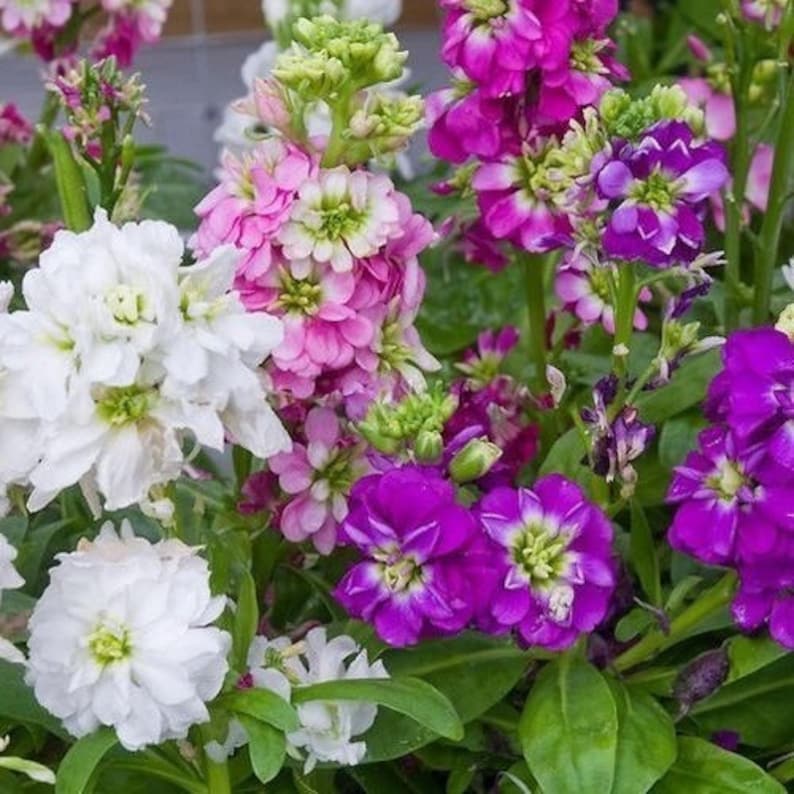 Stock Mix Flower Seeds matthiola Incana Ten Week Mix - Etsy
