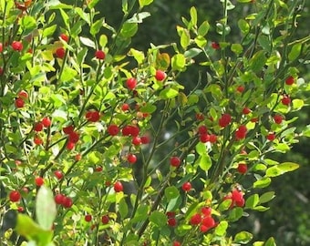 15 Red Huckleberry Seeds-1090a - Etsy