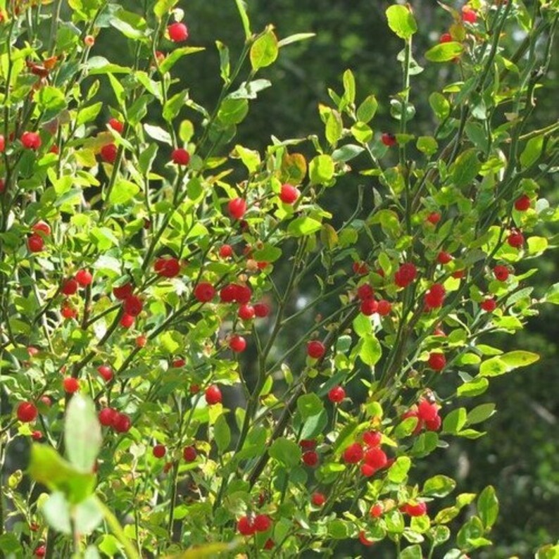 Huckleberry Bush Red Seeds Vaccinium parvifolium 25Seeds | Etsy