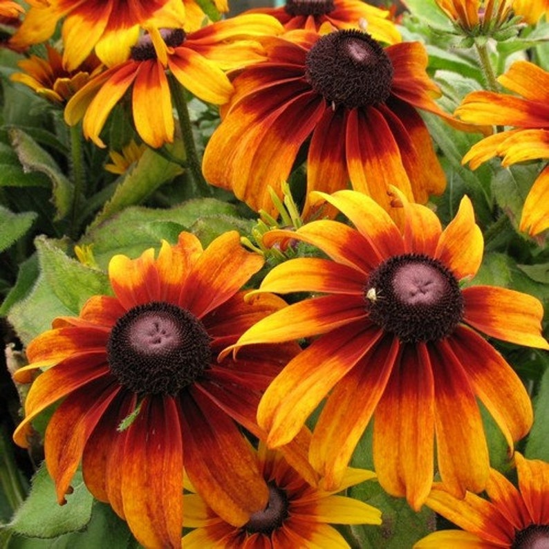 Rudbeckia Autumn Forest Flower Seeds rudbeckia Hirta 200 - Etsy