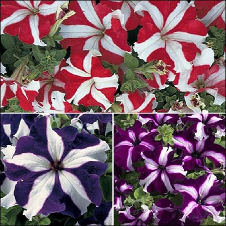 Petunia Ultra Star Mix Flower Seeds petunia Multiflora F2 - Etsy