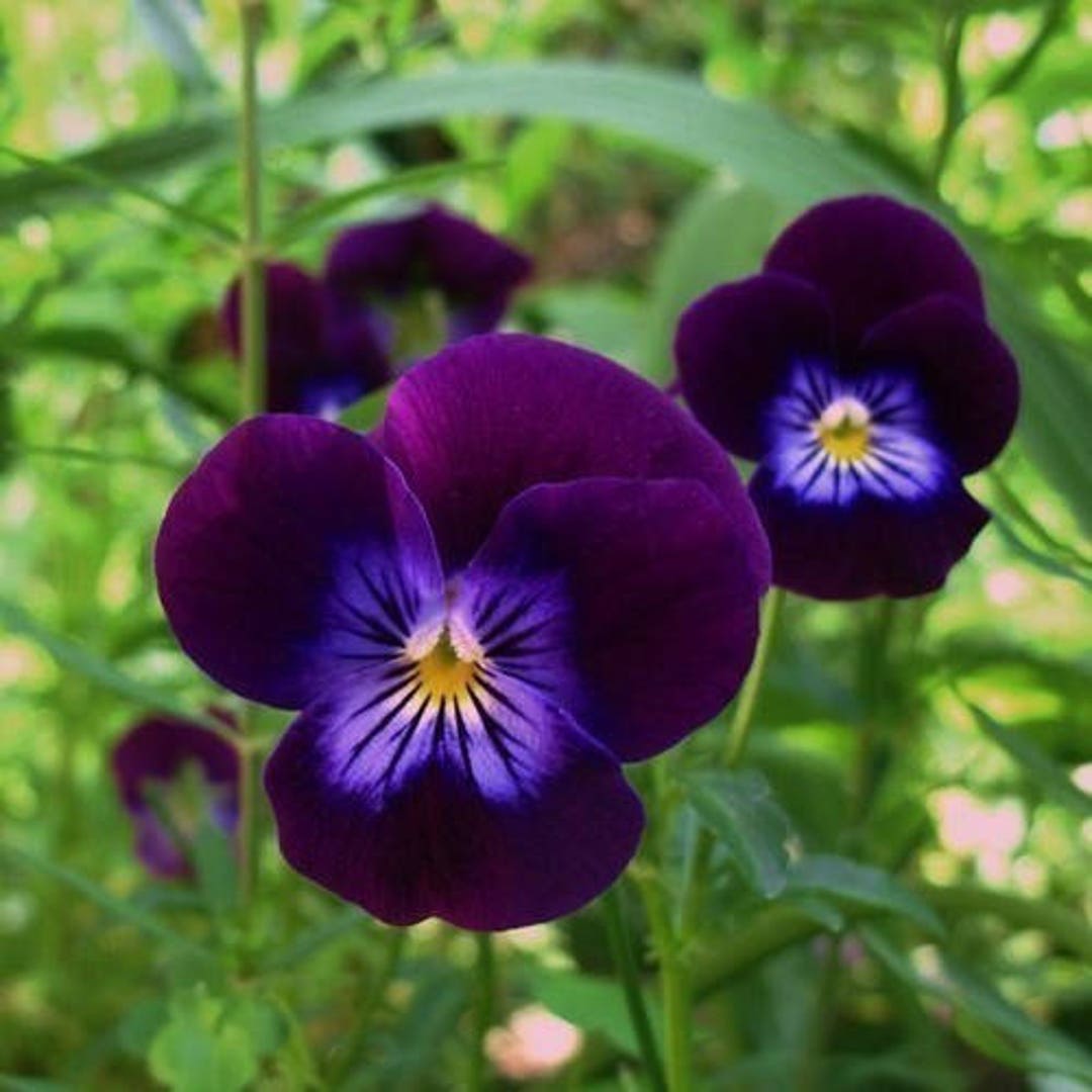 Viola King Henry Flower Seeds (viola Cornuta King Henry) 50+seeds - Etsy