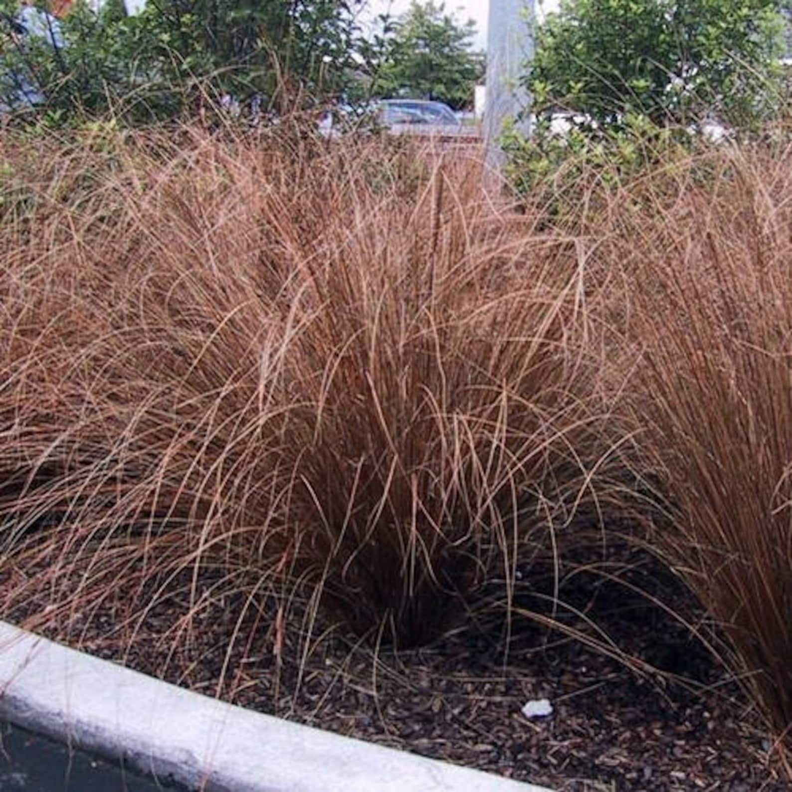 Carex Red Rooster Ornamental Grass Seeds carex Buchananii - Etsy Australia