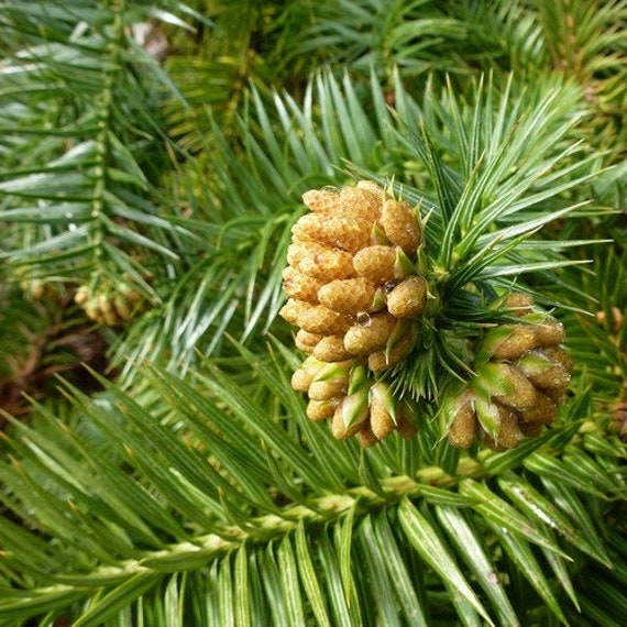 China Fir Cones