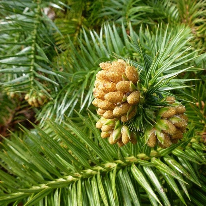 China Fir Tree Seeds Cunninghamia lanceolata 20Seeds | Etsy