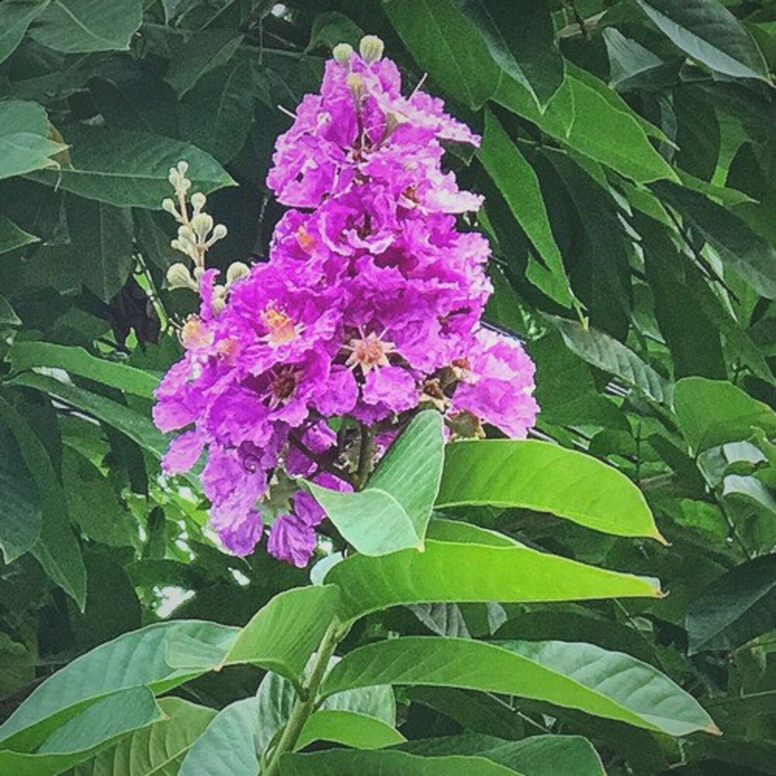 Thai Crape Myrtle Tree Seeds lagerstroemia Floribunda | Etsy