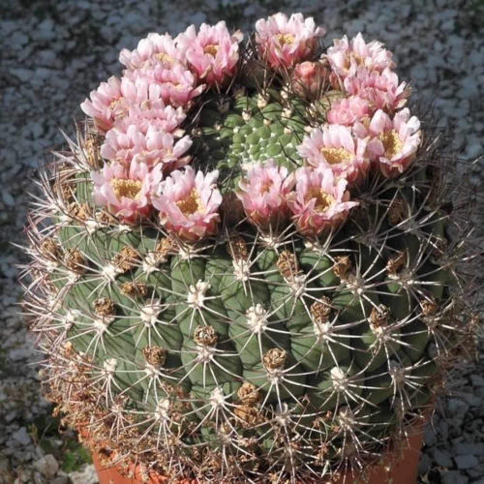 Giant Chin Cactus Seeds gymnocalycium Saglione 25seeds | Etsy