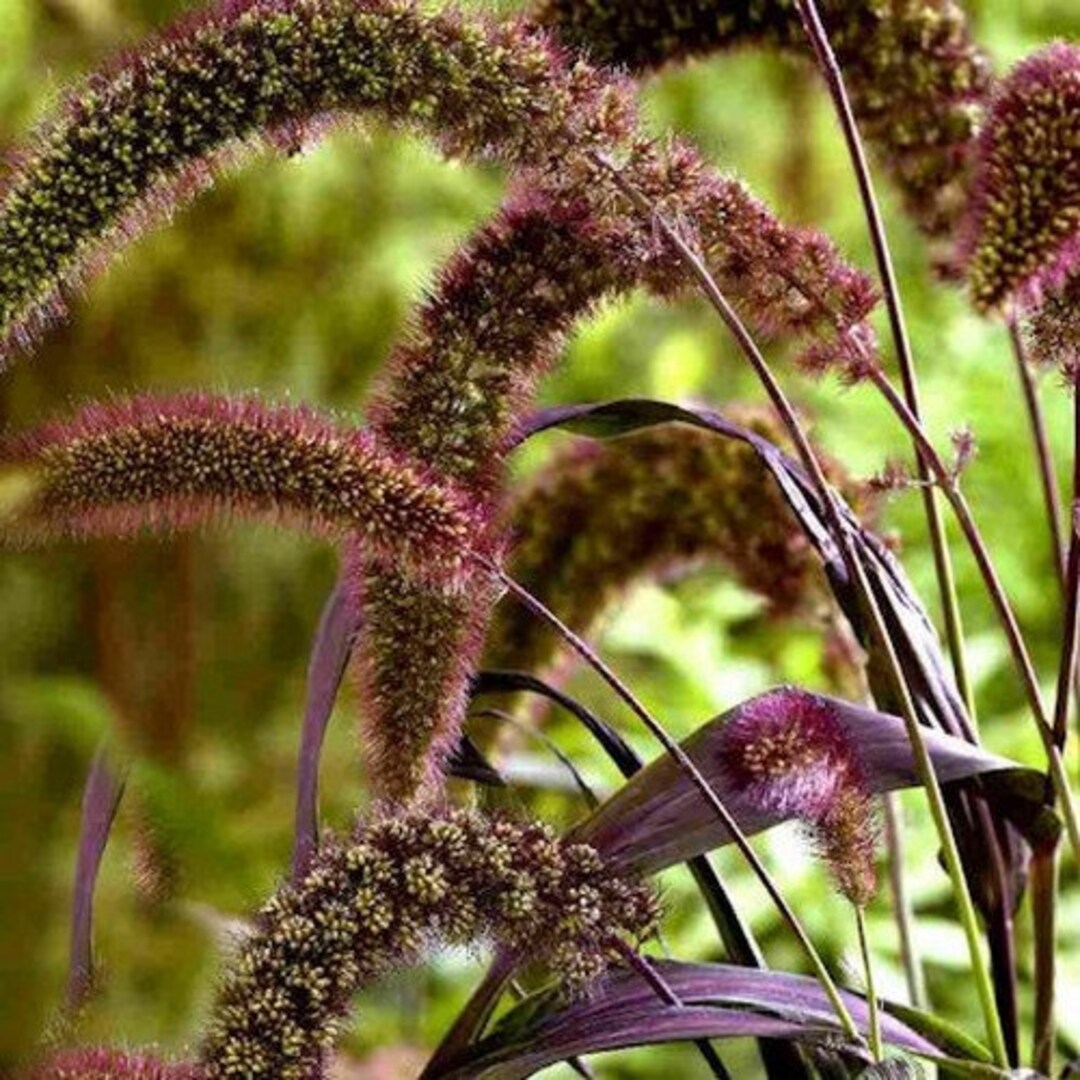Foxtail Millet Red Jewel Ornamental Grass Seeds (setaria Italica) 35 ...