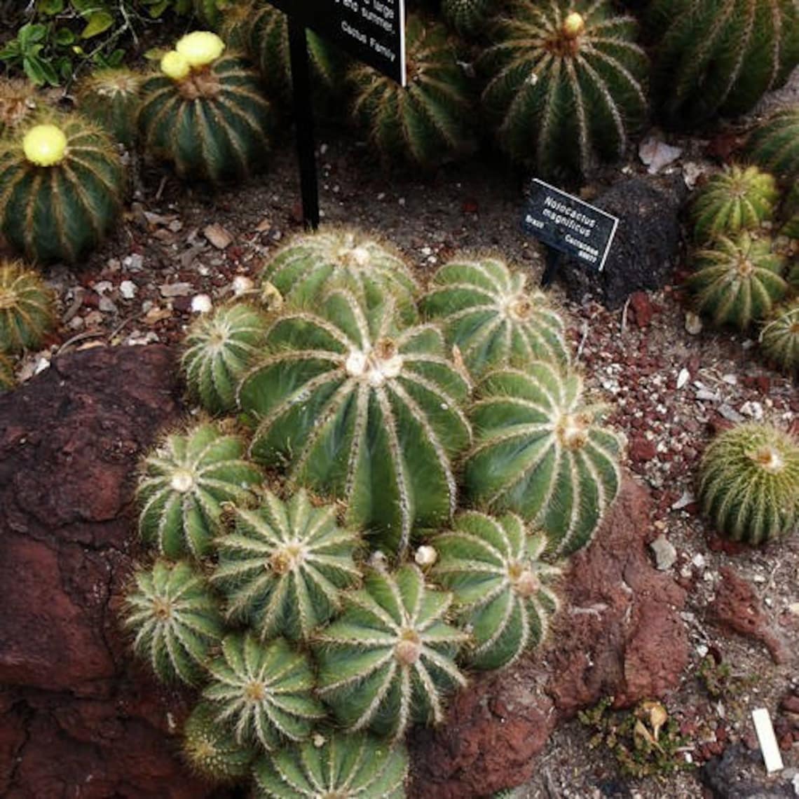 Balloon Cactus Seeds Notocactus Magnificus 25Seeds | Etsy