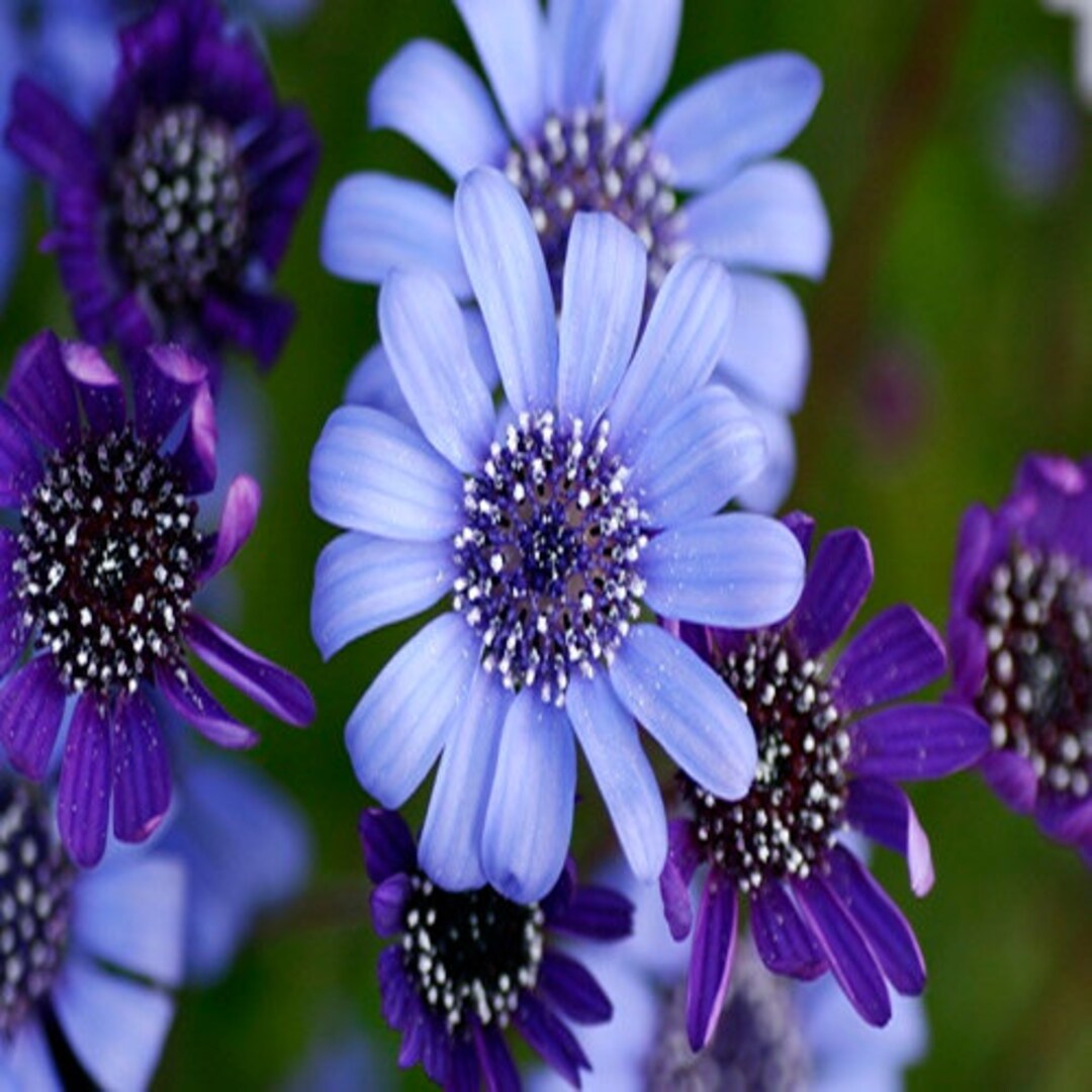 Felicia Blues Blue Daisy Flower Seeds Felicia Heterophylla 50Seeds ...