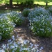 Blue Eyed Grass Seeds (sisyrinchium Bellum) 50+seeds - Etsy