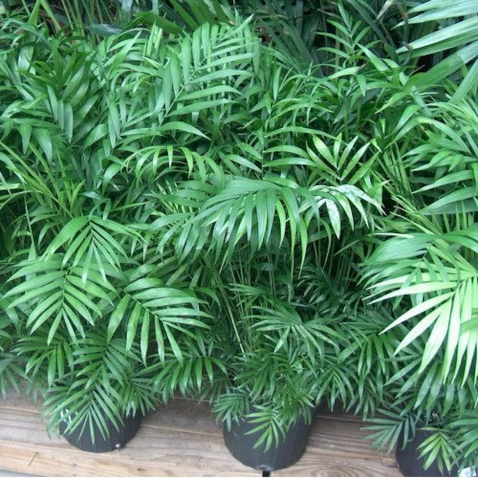 Parlor Palm Tree Seeds chamaedorea Elegans 10seeds - Etsy