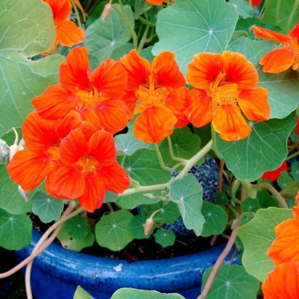 Nasturtium Spitfire Flower Seeds (tropaeolum Lobbianum) 20+seeds - Etsy