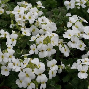 Alpine Rockcress Flower Seeds (arabis Alpina) 50+seeds - Etsy