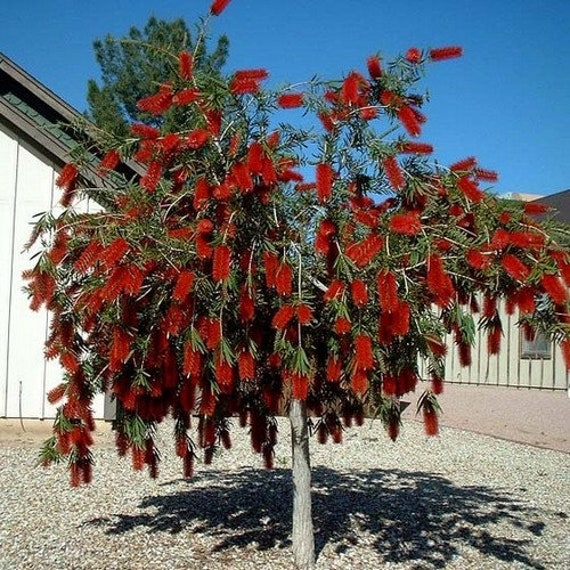Callistemon Viminalis