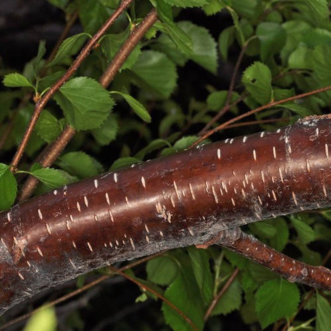 Western Red Birch Tree Seeds Betula occidentalis 50Seeds | Etsy