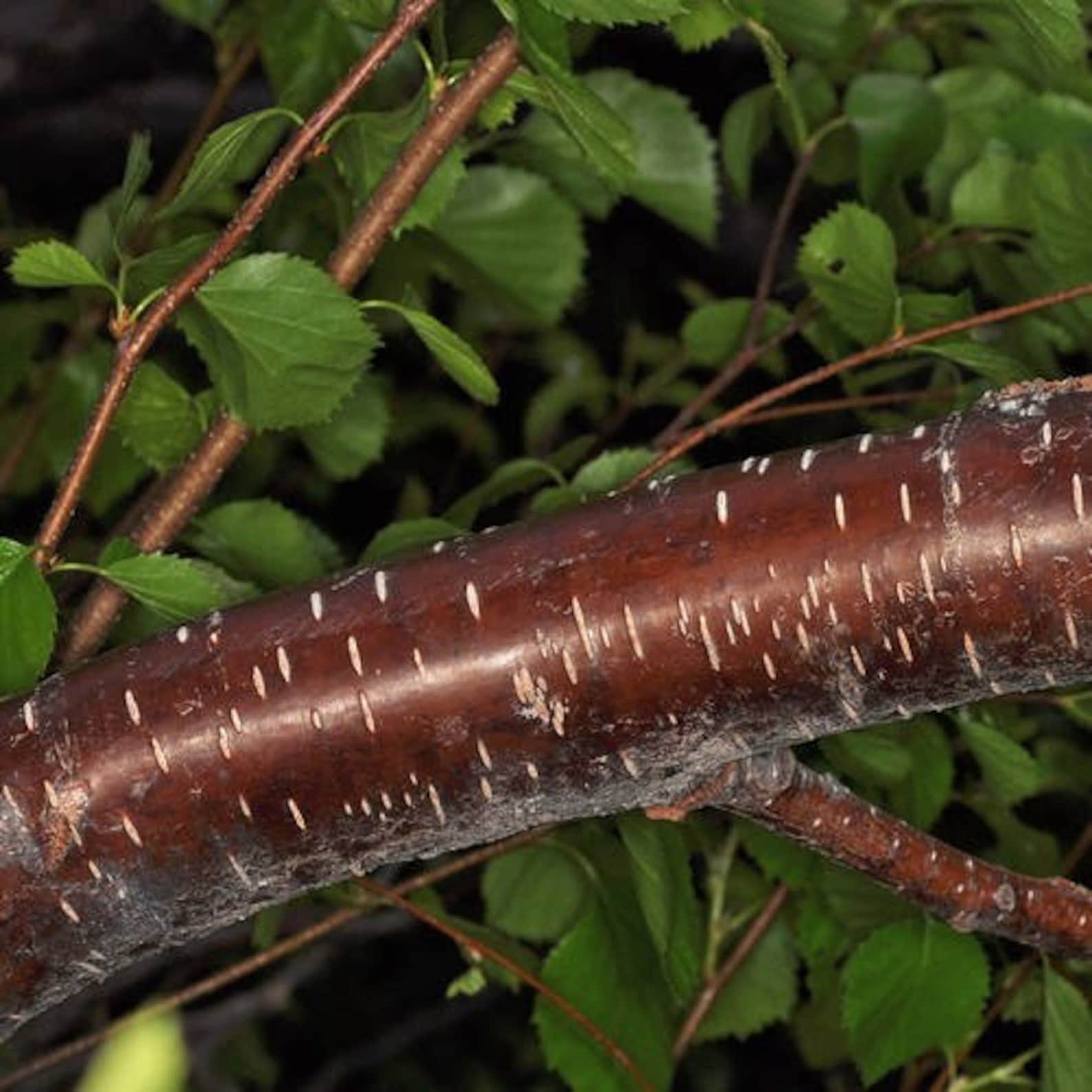 Western Red Birch Tree Seeds (betula Occidentalis) 50+seeds - Etsy