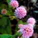 Pinkhead Smartweed Ground Cover Seeds (polygonum Capitatum) 50+ Seeds ...