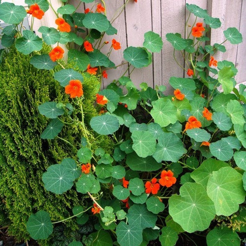 Nasturtium Spitfire Flower Seeds tropaeolum Lobbianum - Etsy