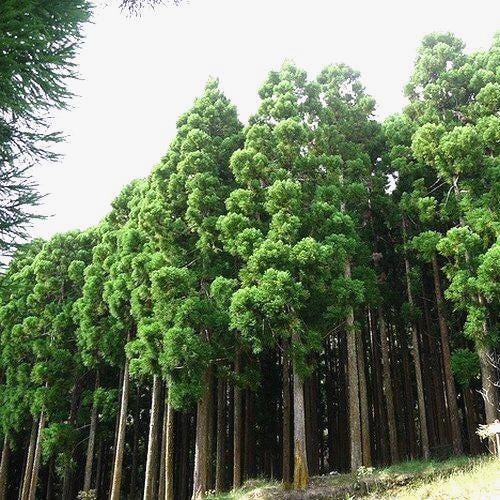 Japanese Red Cedar Tree Seeds (cryptomeria Japonica) 50+seeds - Etsy
