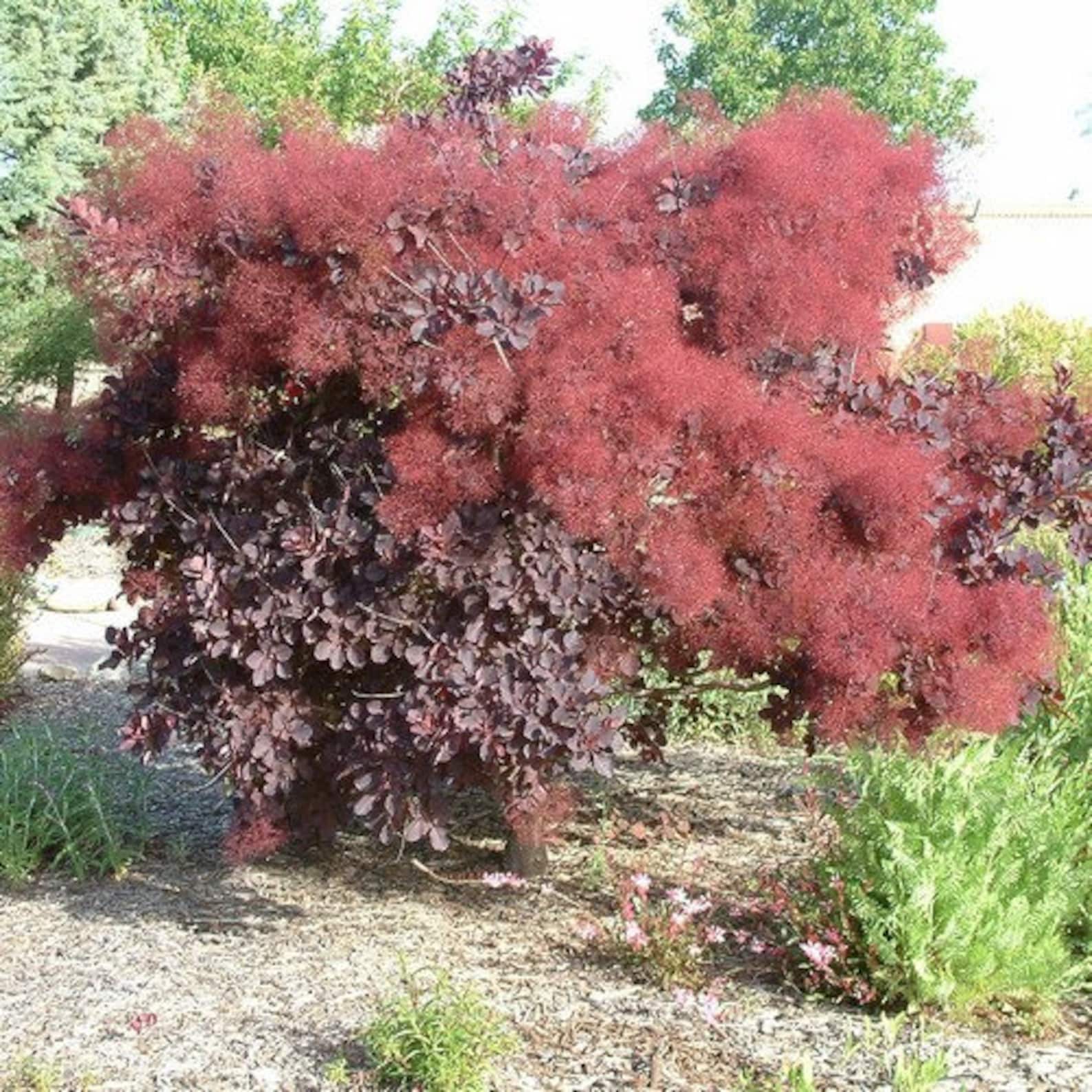 Purple Smoke Tree Seeds cotinus Coggygria Purpureus 20seeds | Etsy