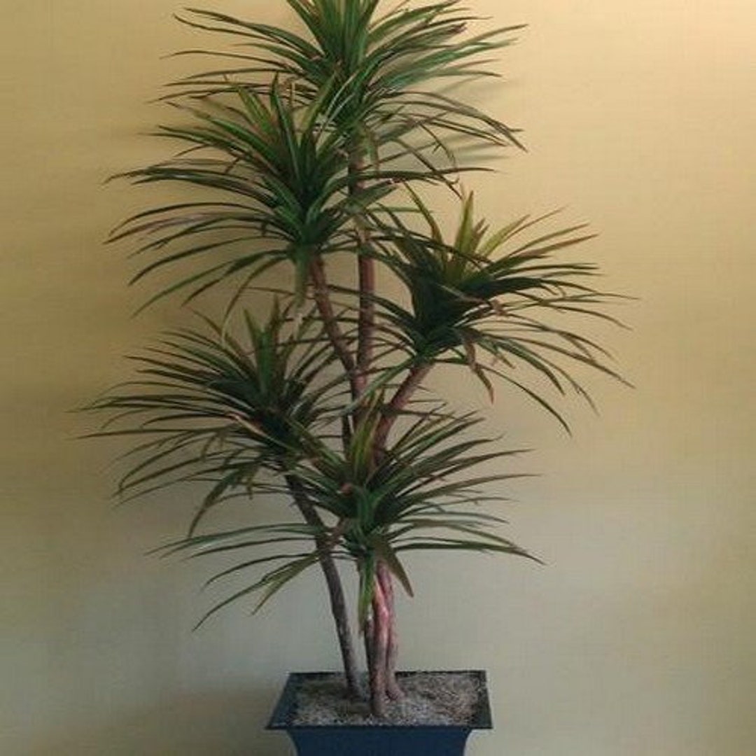 Blue Dracaena Mountain Cabbage Tree Seeds (cordyline Indivisa) 50+seeds ...