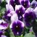 Pansy Giant Beaconsfield Flower Seeds (viola X Wittrockiana) 50+seeds ...