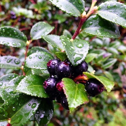 Evergreen Huckleberry Seeds vaccinium Ovatum Packet of 20 - Etsy