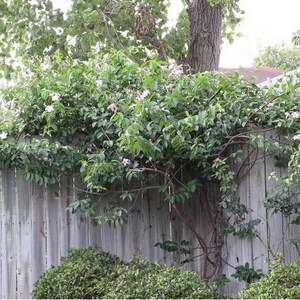 Rubber Vine Seeds (cryptostegia Grandiflora) 25+seeds - Etsy