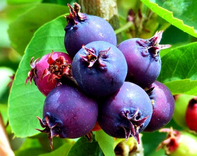 Saskatoon Serviceberry Tree (pack of 2), Amelanchier Alnifolia, Similar ...