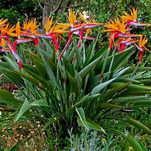 Bird of Paradise Flower Seeds Strelitzia Reginae 5Seeds | Etsy