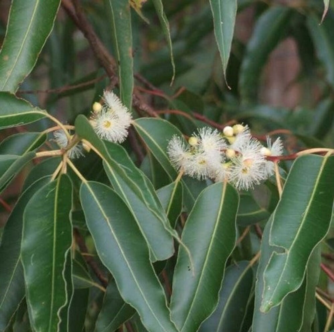 Eucalyptus Rose Gum Tree Seeds eucalyptus Grandis 100seeds | Etsy