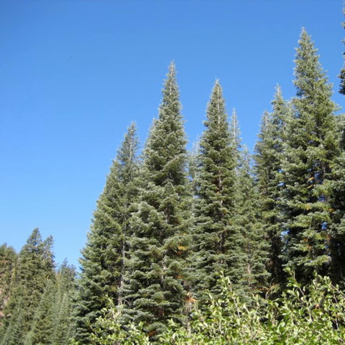 California Red Fir Tree Seeds Abies magnifica 5Seeds | Etsy