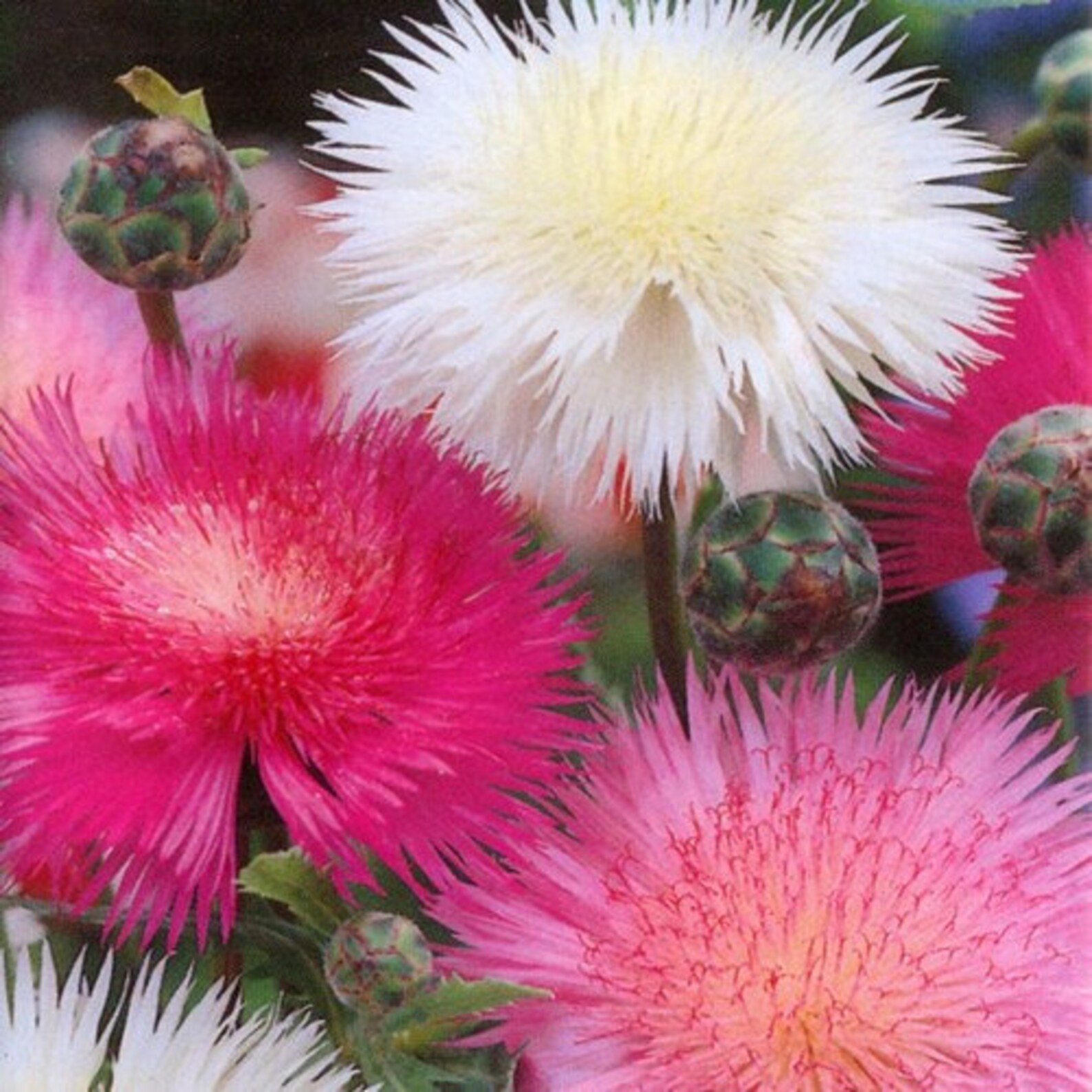 Sweet Sultan Imperialis Mix Flower Seeds amberboa Moschata - Etsy